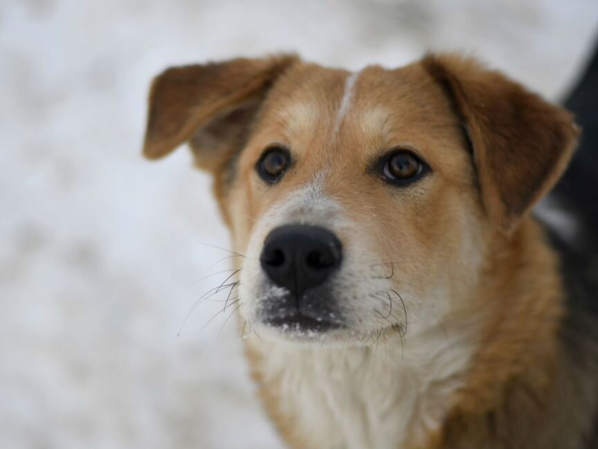 Щенок в добрые руки