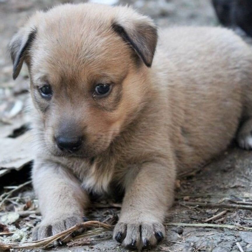 Щенок мальчик 1 мес