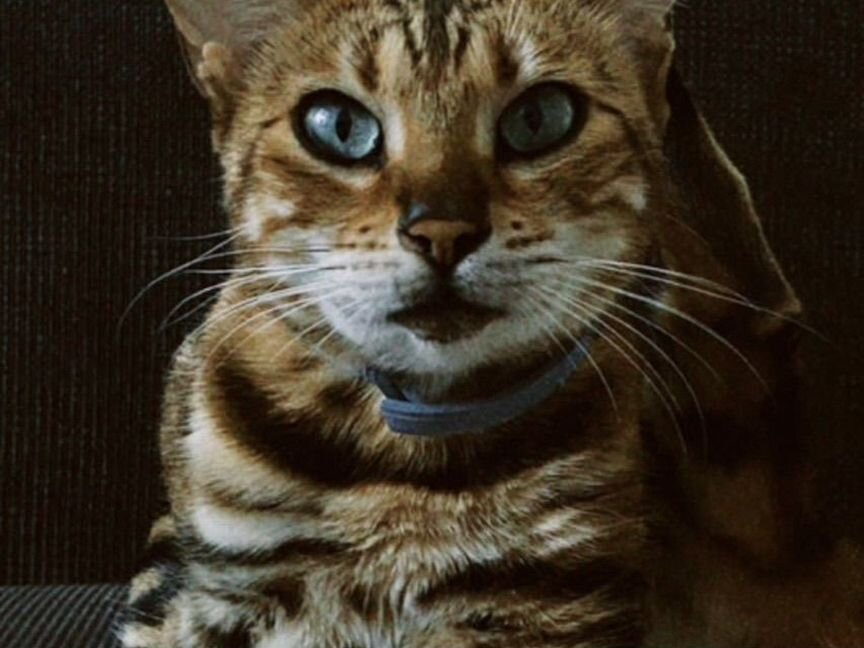 Бенгальская кошка вязка