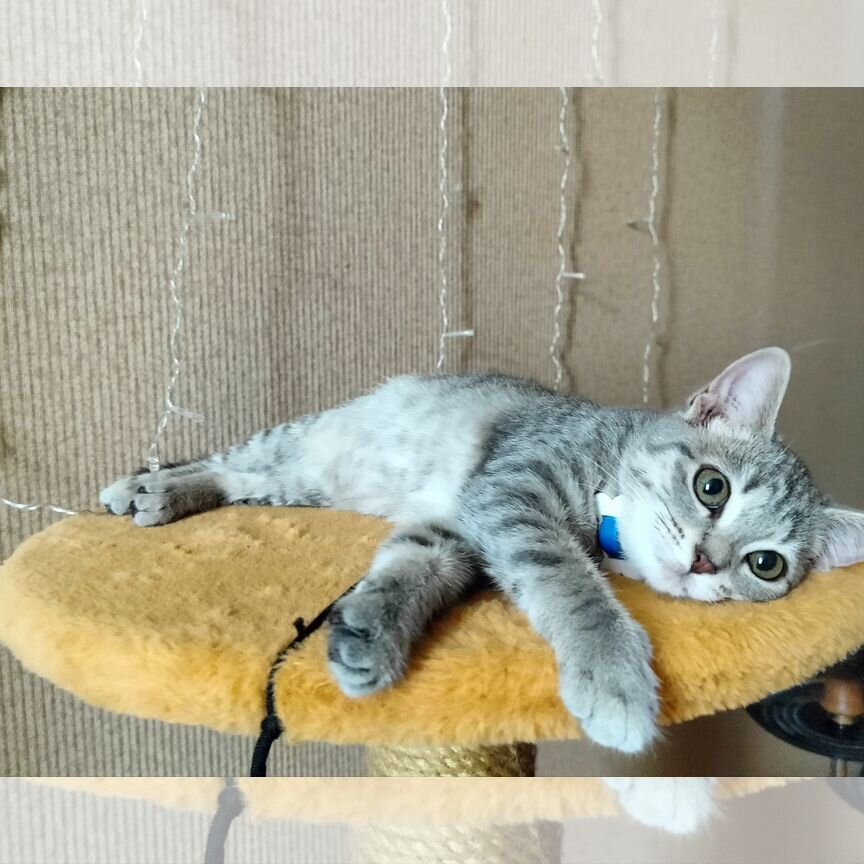 Котёнок в добрые руки