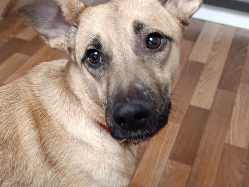 Герда ищет любящего хозяина