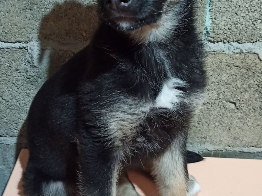 Щенок. Собака. В добрые руки