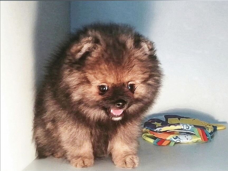 Красивый мальчик померанского шпица