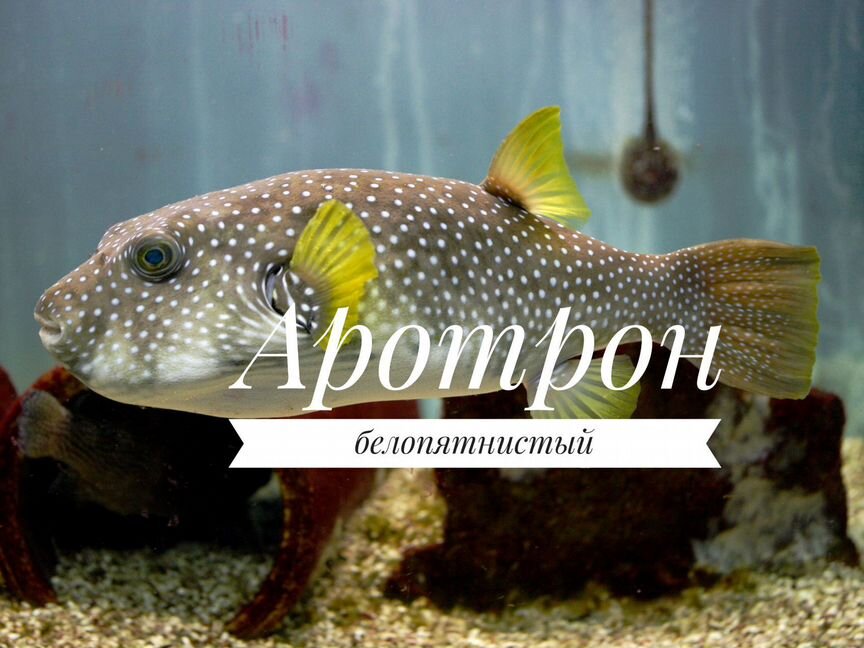 Аротрон белопятнистый (морская рыбка в наличии)