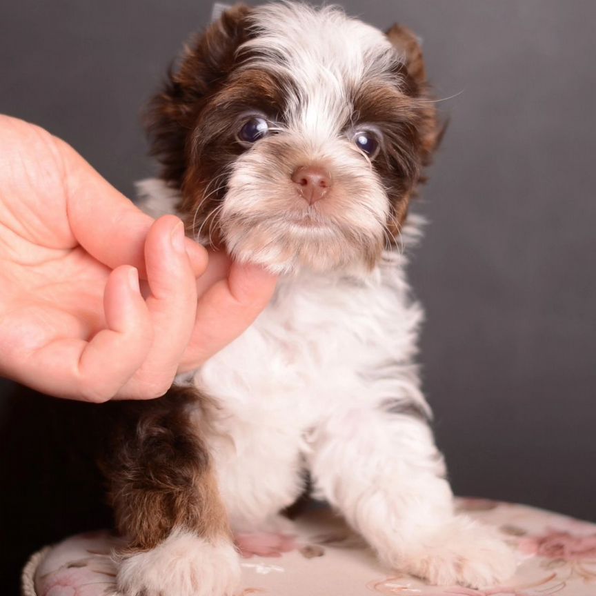 Биро мальчик