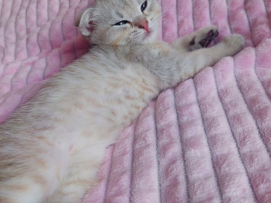 Продам шотландец вислоухий котенок