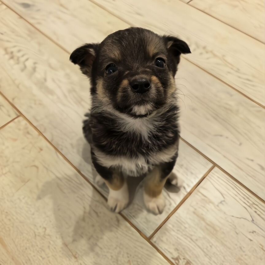 Щенок в добрые руки