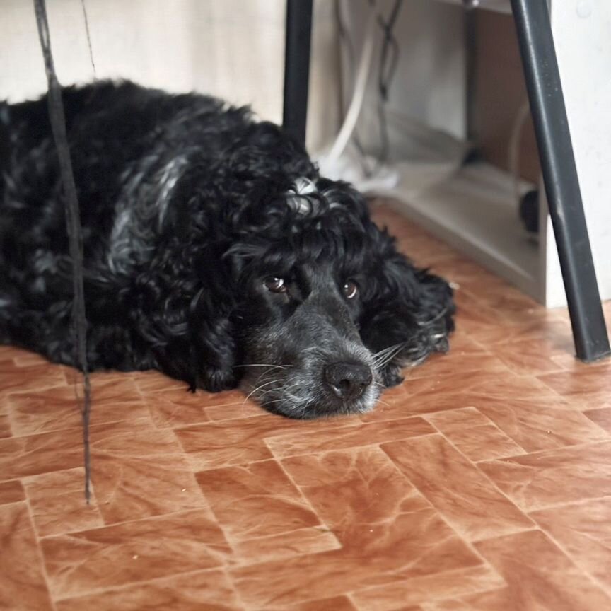 Русскаий спаниель в добрые руки