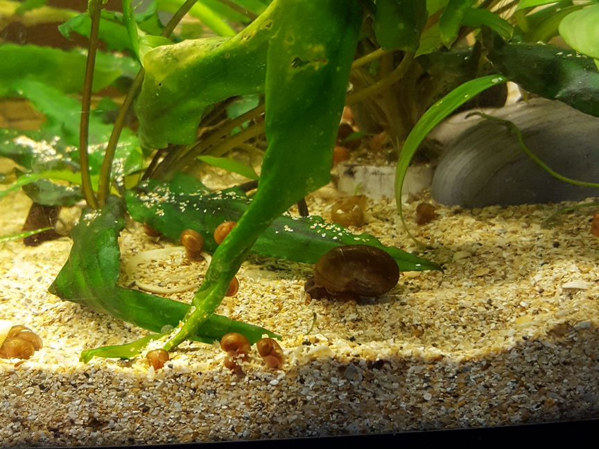 Улитки аквариумные