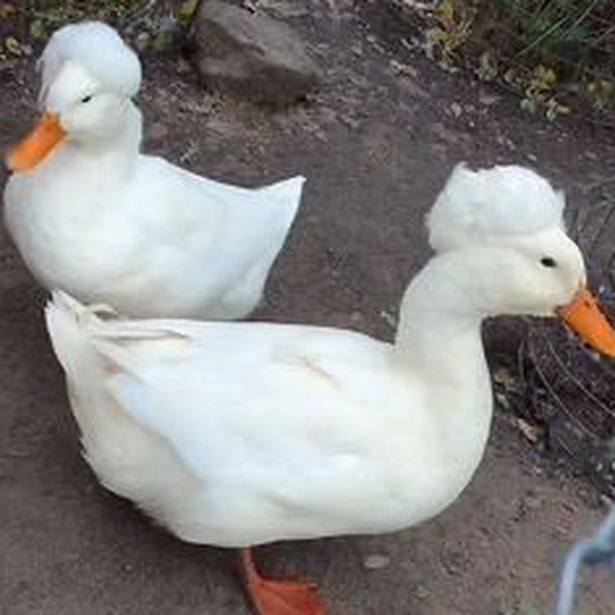 Утки хохлатые семья 1.2