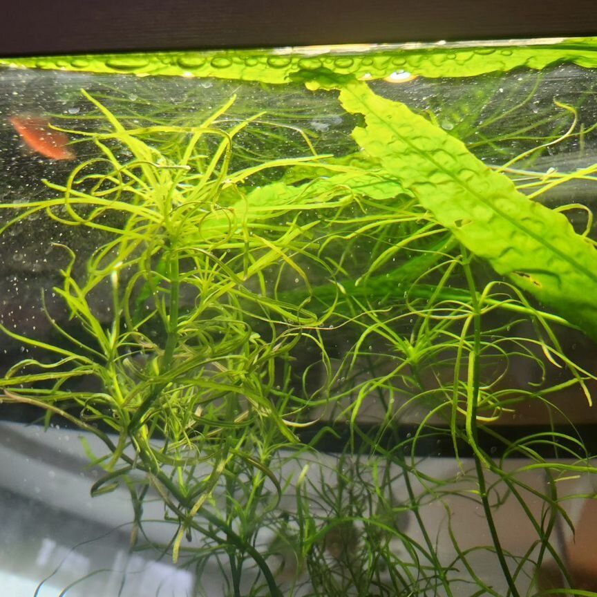 Растения для аквариума прополка