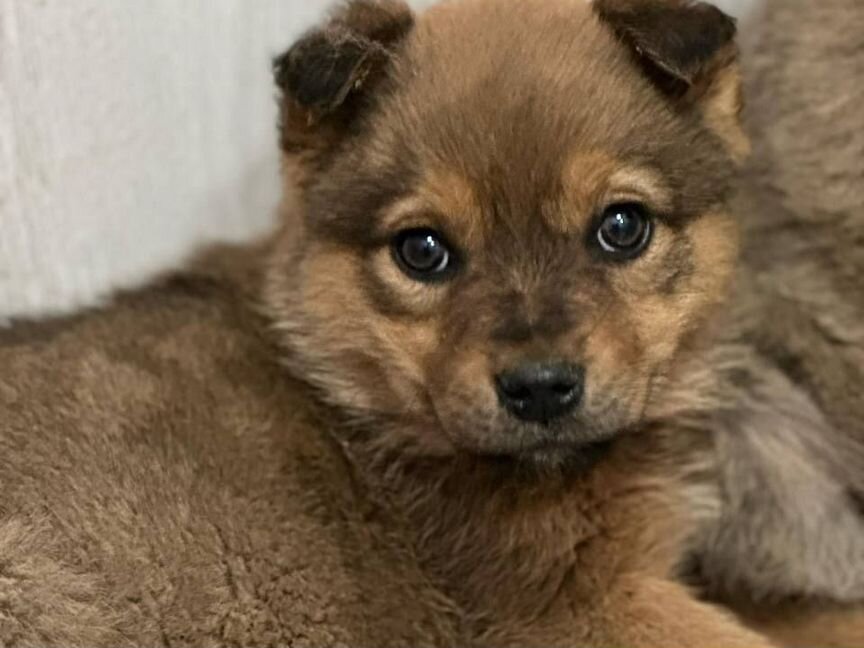 Крошечная Мармеладка, чудом выжившая, ждёт семью