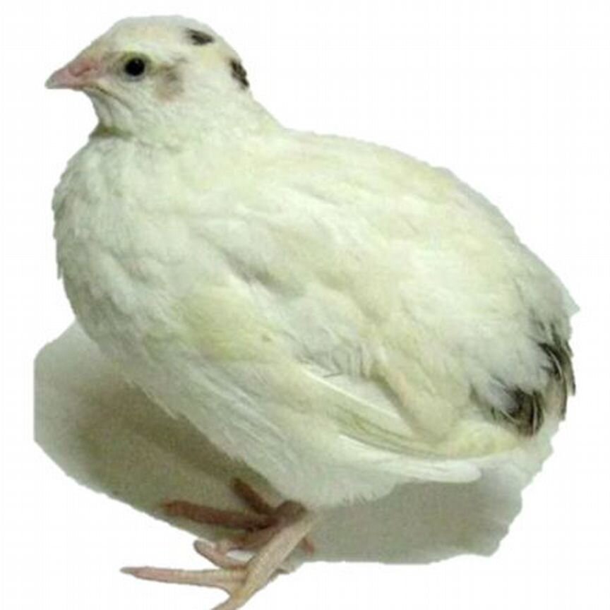 Перепела месячные