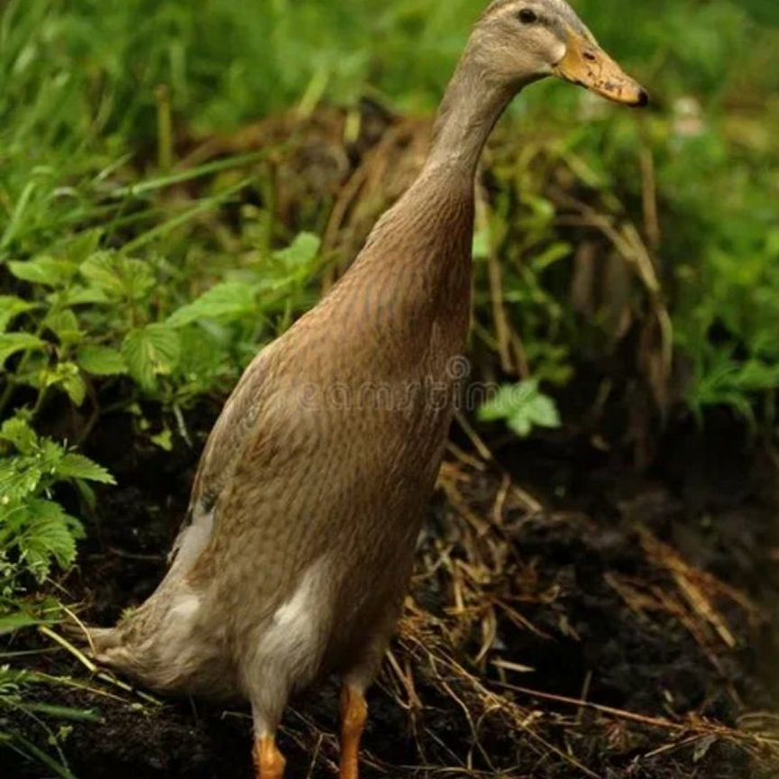 Селезень Индийский бегунок