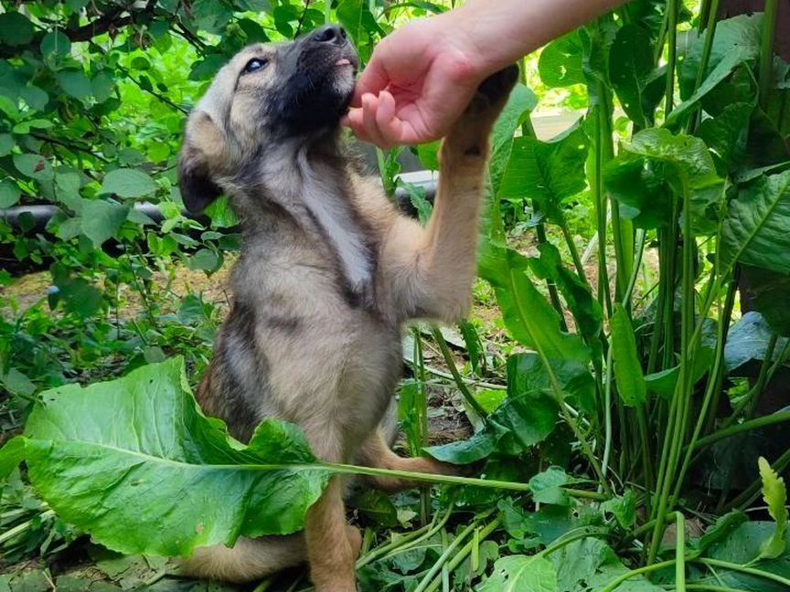 Щенок, подброшенный в сады