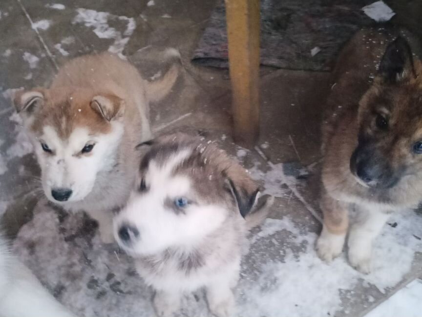 Щенки хаски и малинуа