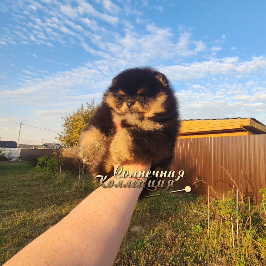 Померанский шпиц девочка черно подпалая РКФ