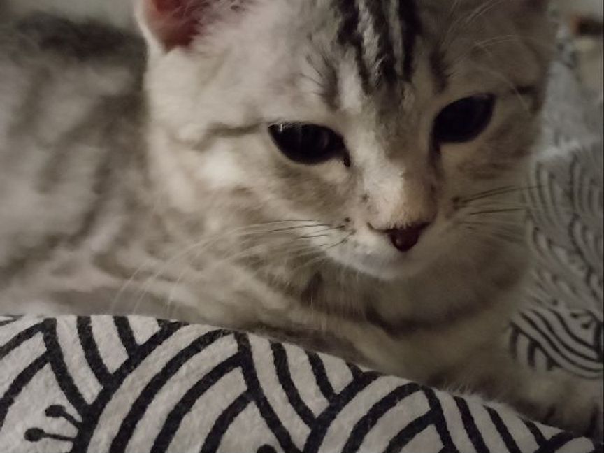 Котята скотиш страйт