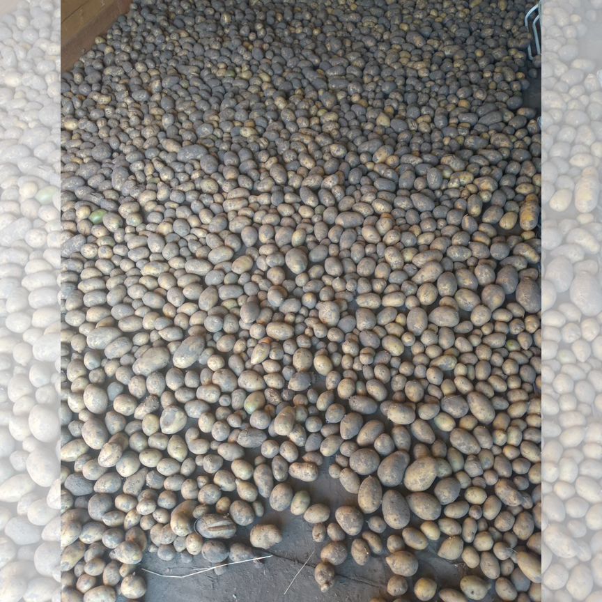 Продам кортофель