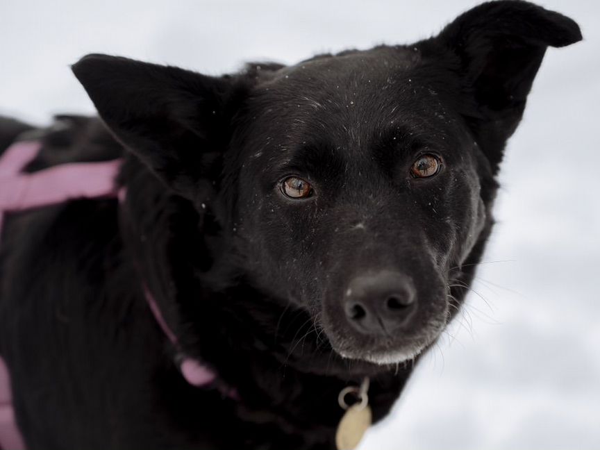 Ника ищет дом