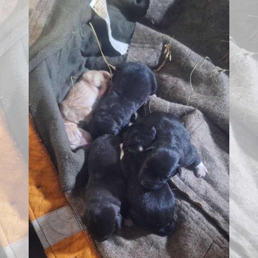 Лабрадор-ретривер, щенок