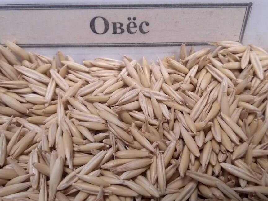 Овёс кормовой