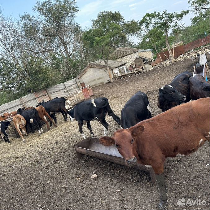 Бычки телки