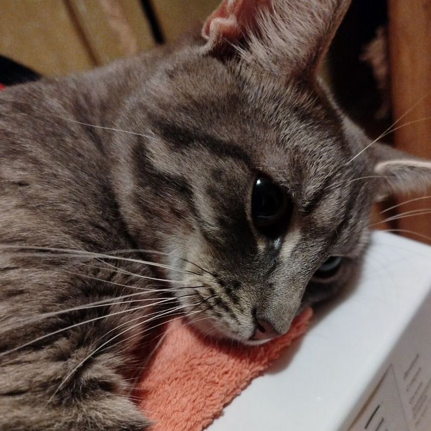Нежнейший котик ищет дом