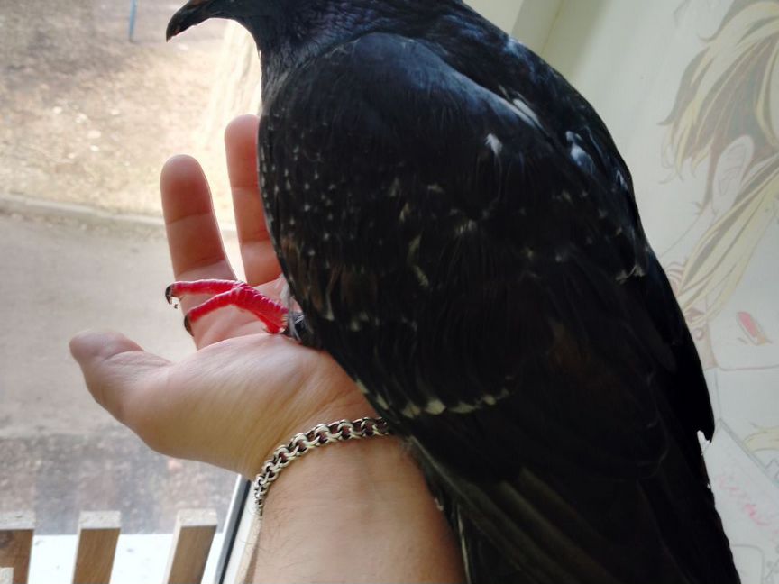 Голубь домашний