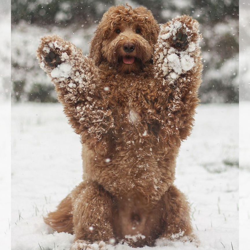 Китайский императорский пудель