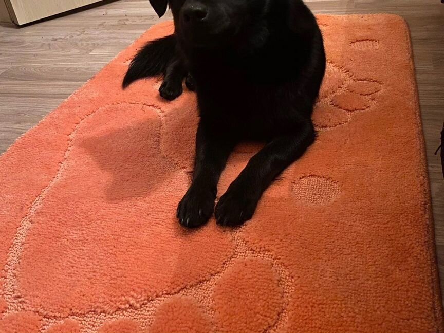 Отдам в добрые руки