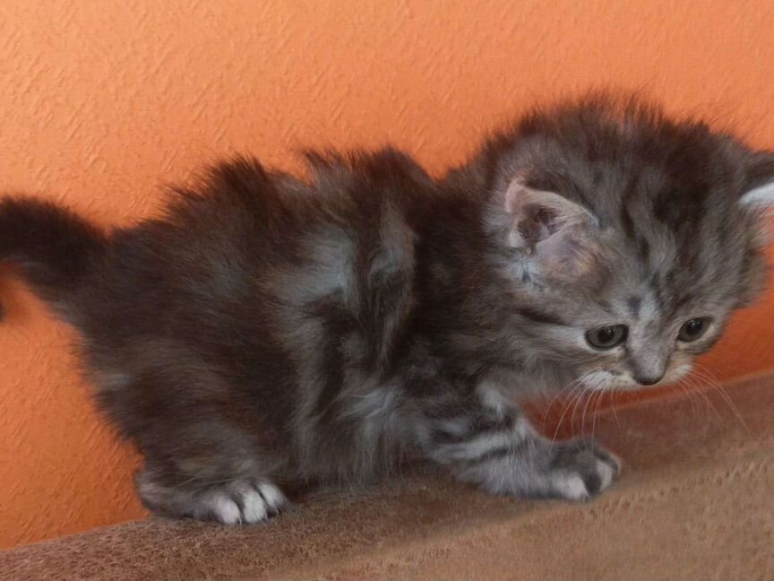 Продаётся шотландский котенок