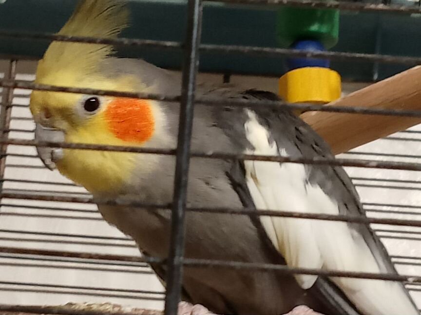 Попугай карелла