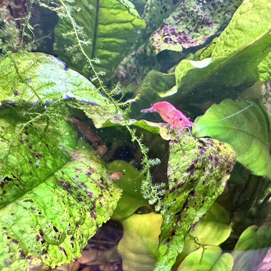 Креветки вишня