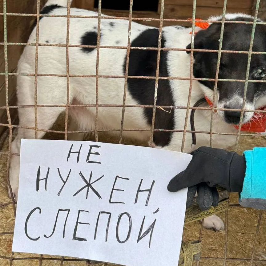 Взрослый пёс в добрые руки