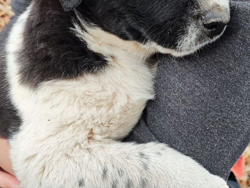 Девочка с последующей стерилизацией