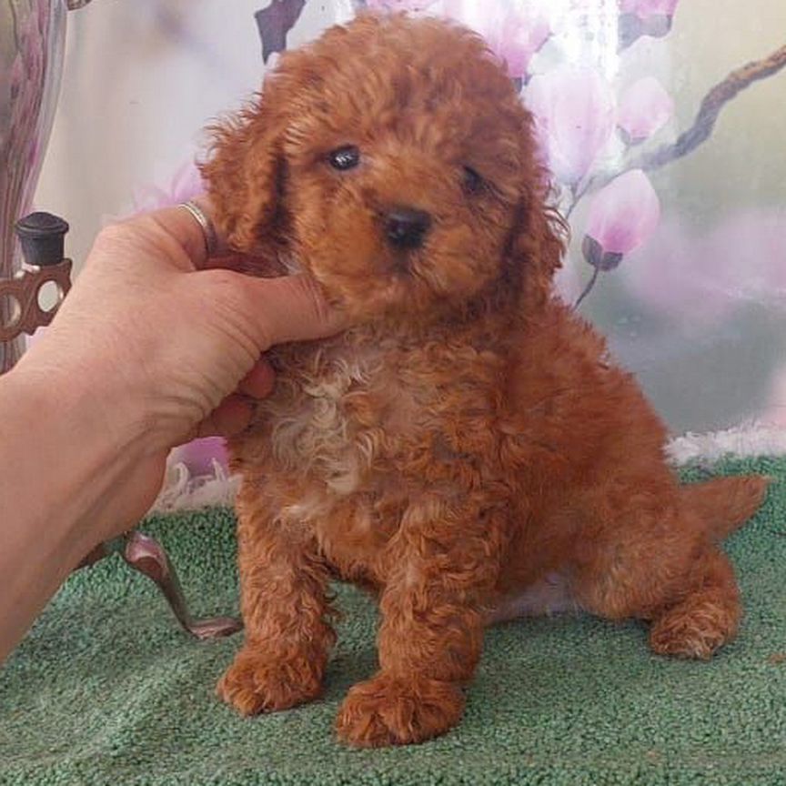 Той-пудель, щенок