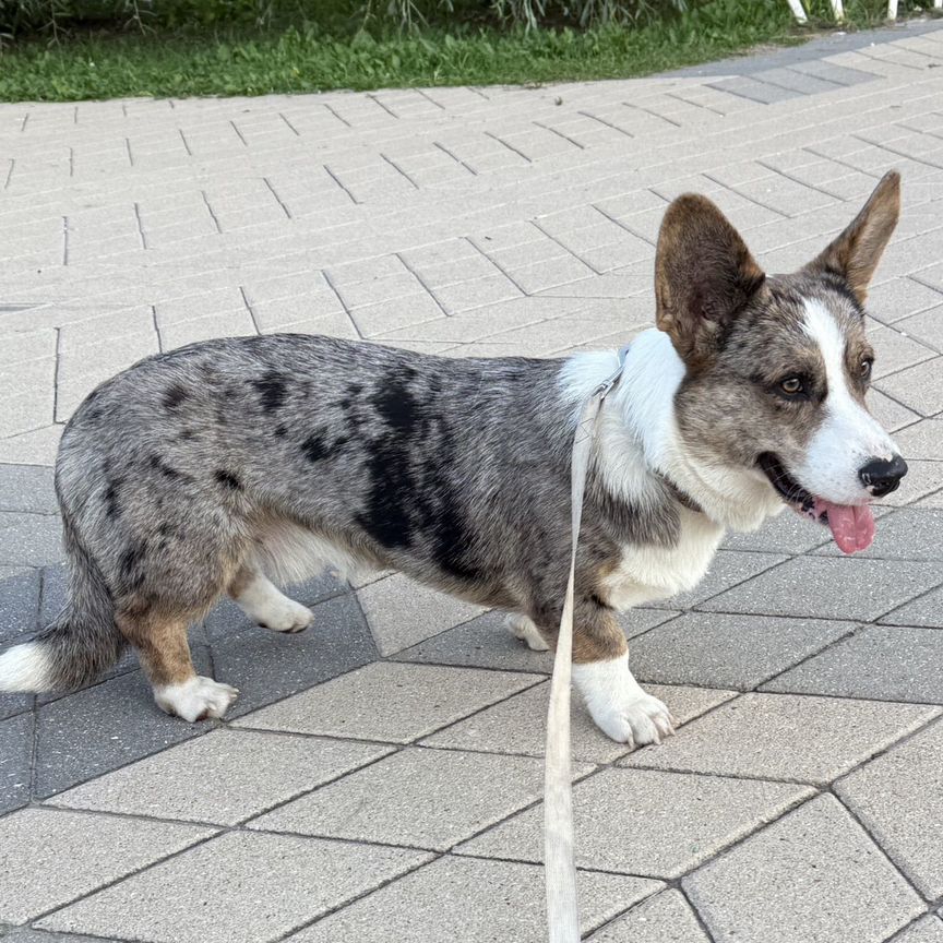 Вязка Вельш корги кардиган