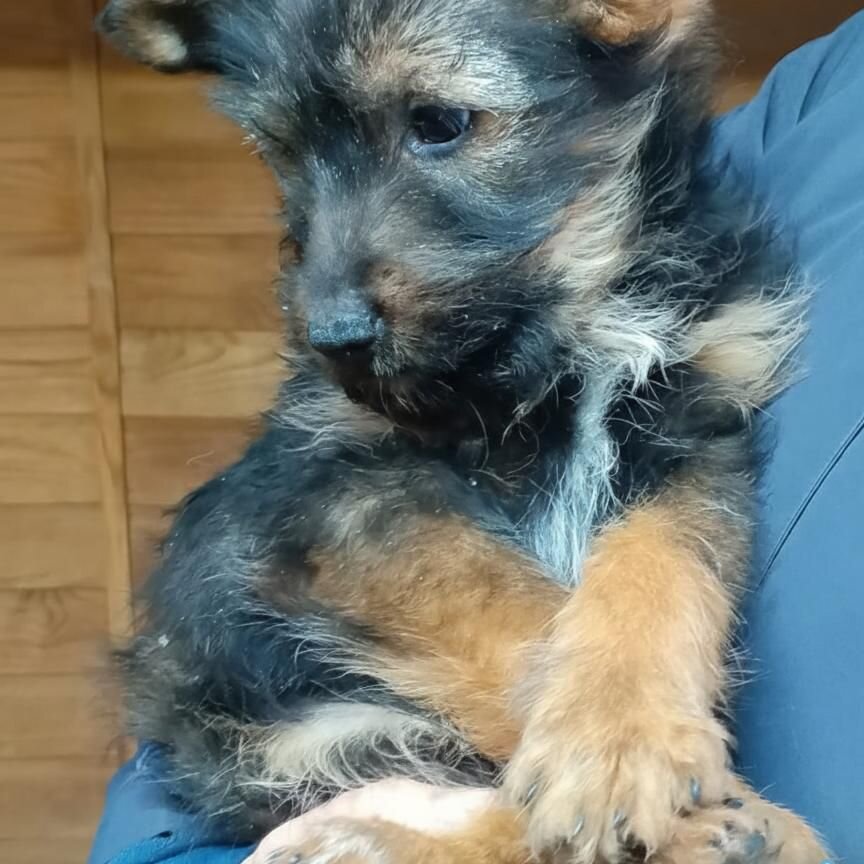 Щенок в добрые руки