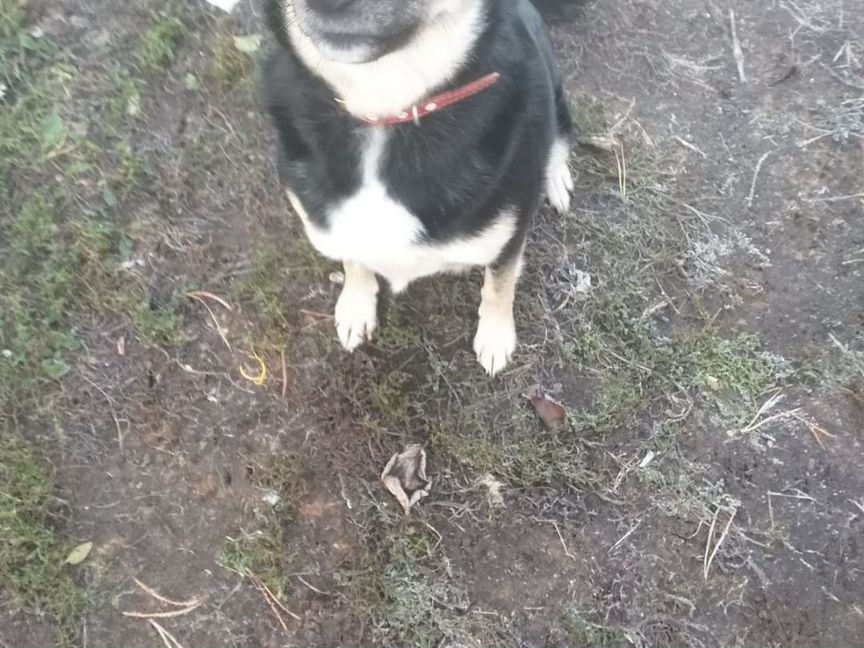 Собака стерилизованная