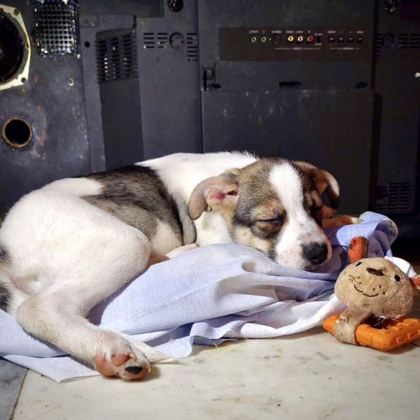 Щенки 2,5 месяцев в добрые руки