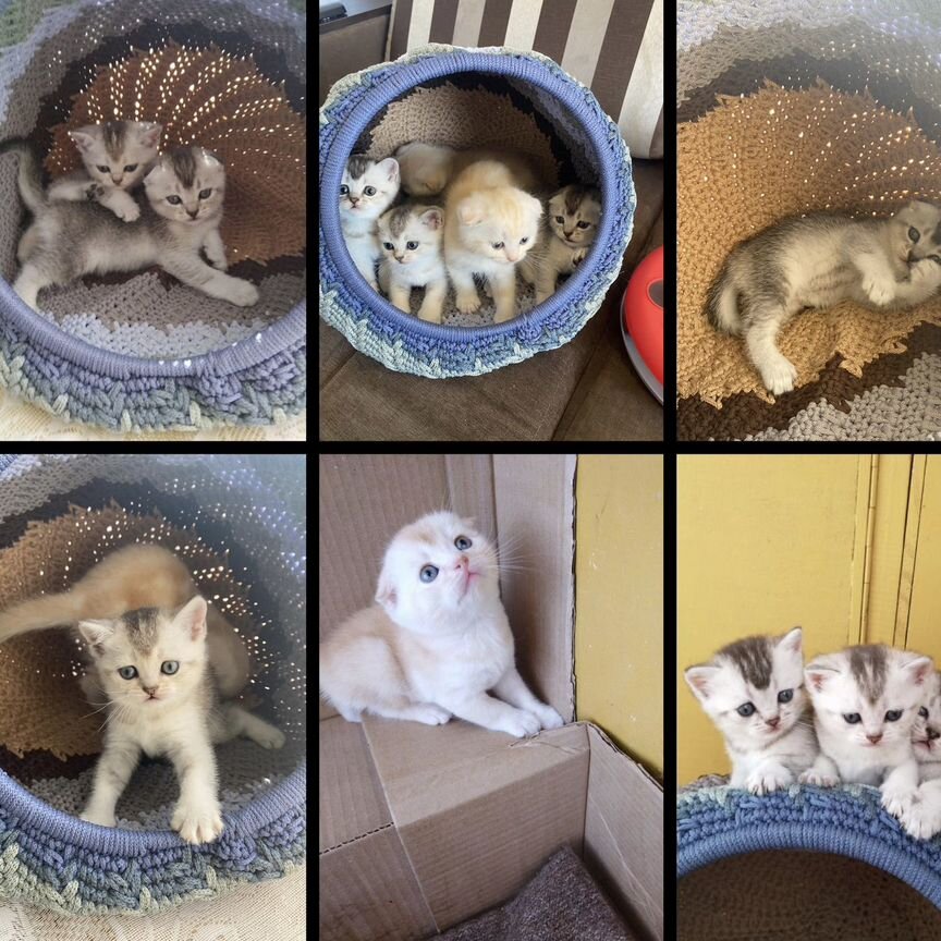 Шотландские вислоухие котята + шиншилла