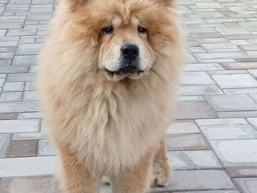 Чау чау вязка