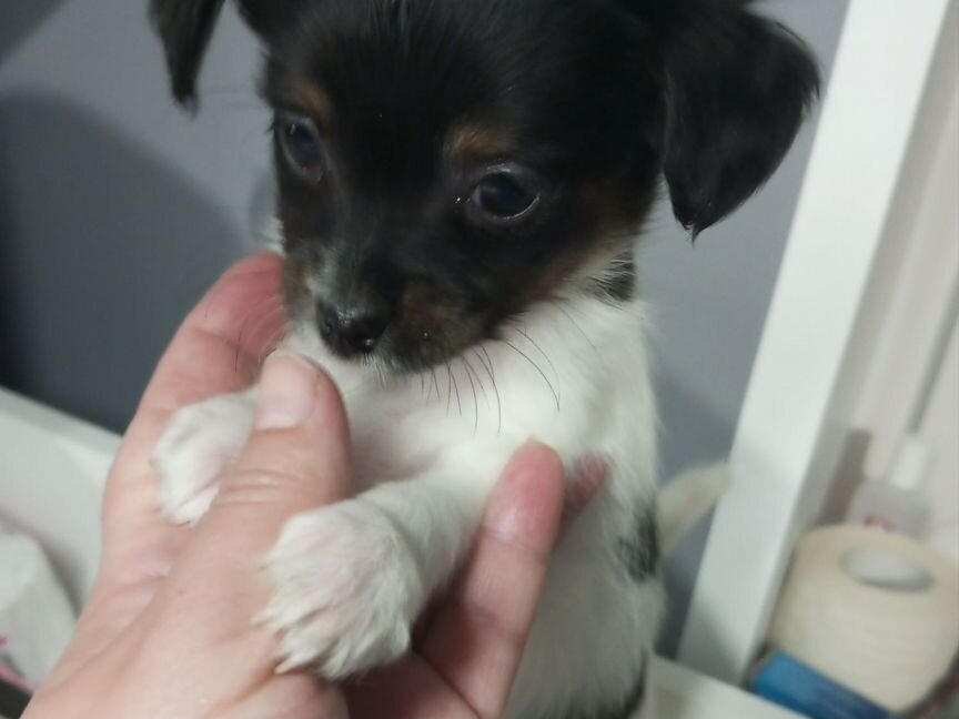 Чишка-скромняшка-няшка