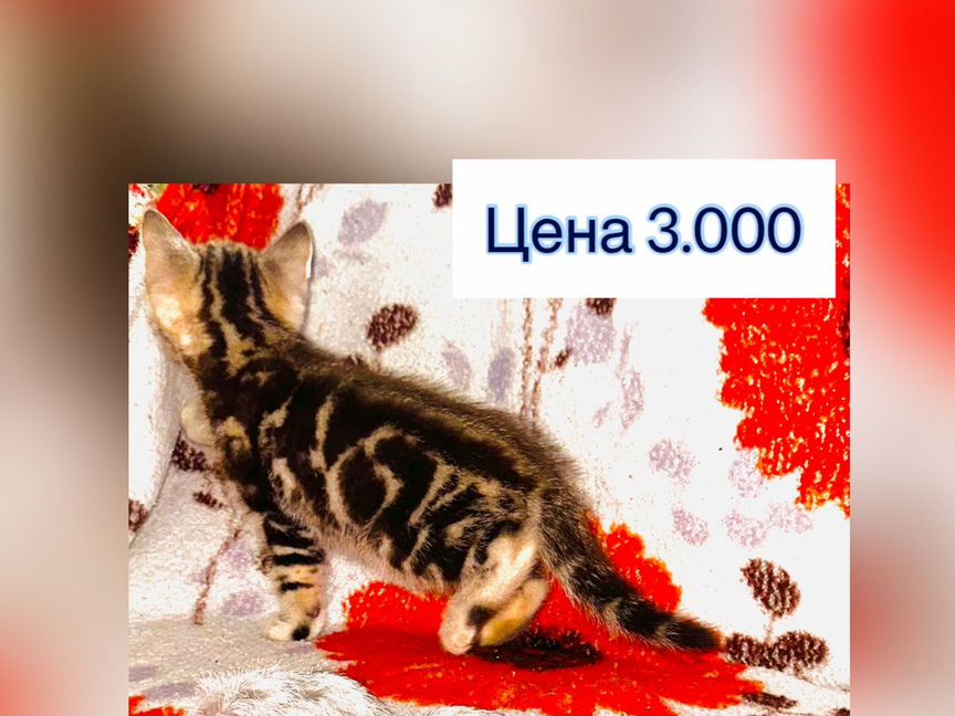 Мраморные красавцы-шотландцы