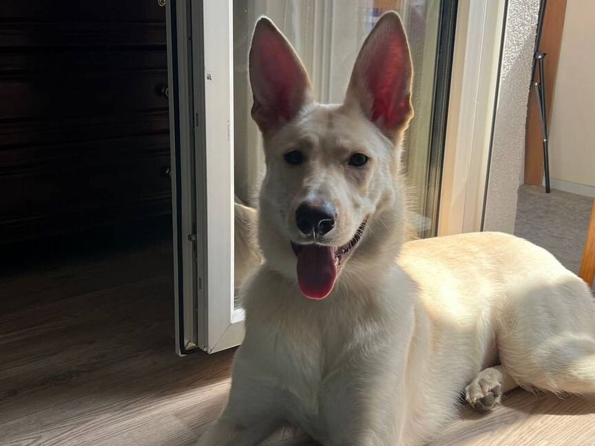 Швейцарская овчарка