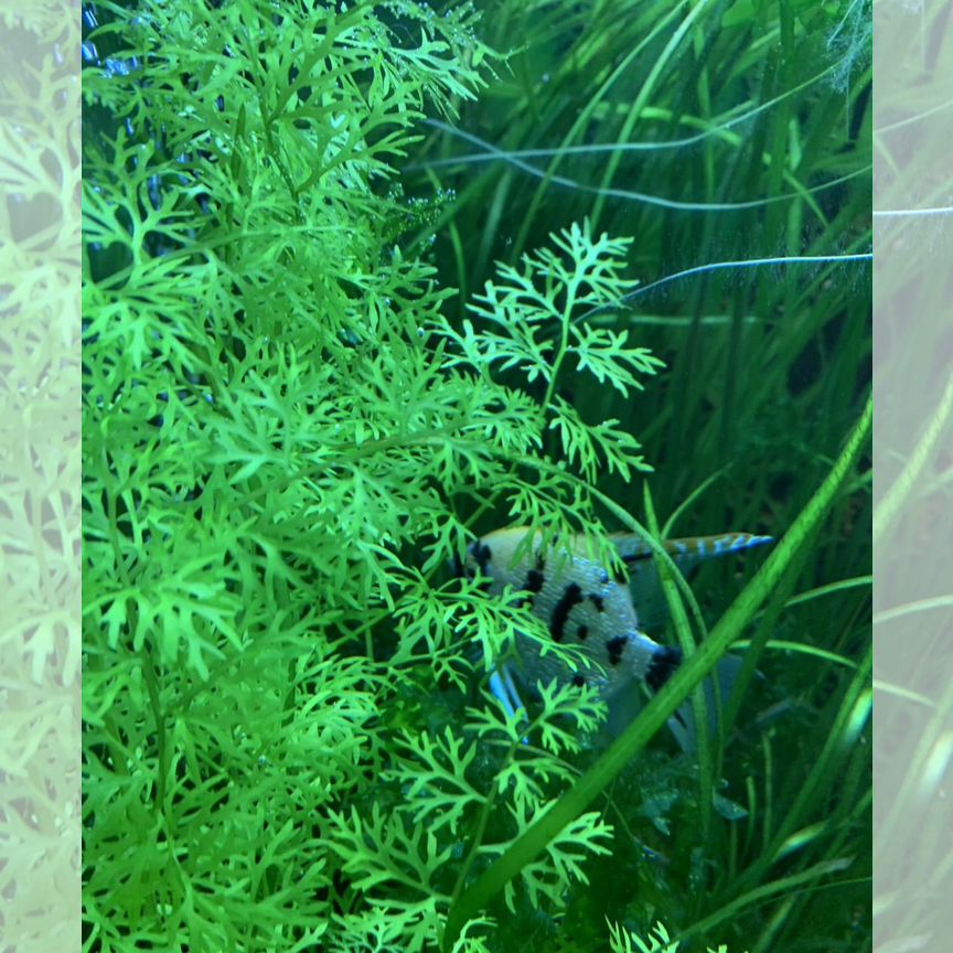 Аквариумное растение индийский папоротник