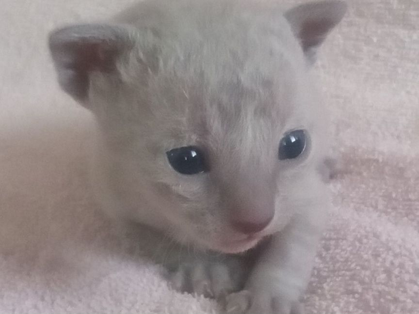 Котёнок корниш-рекс