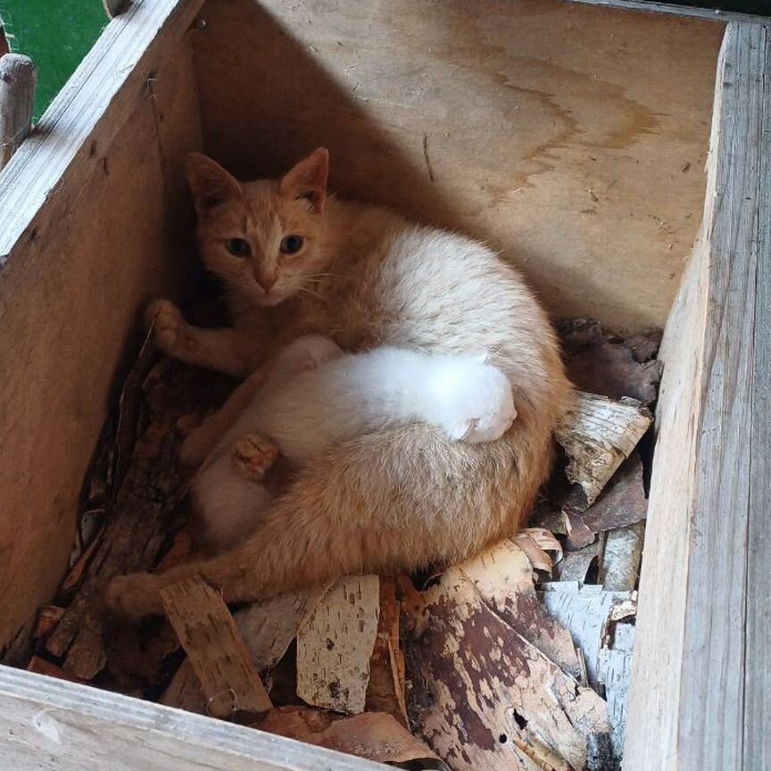 Белые котята