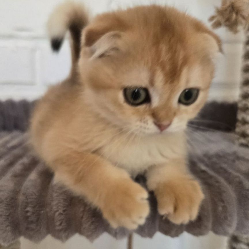 Шотландские вислоухие котята золотая шиншилла